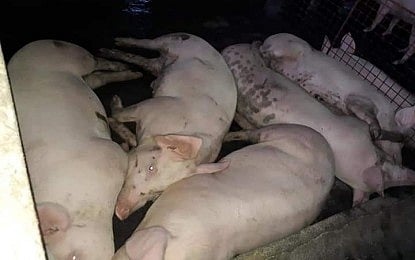 Pork Ban Update: ASF and Hog Cholera Controlled in Negros Occidental