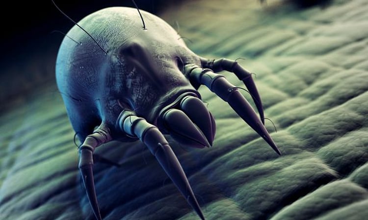 Combat Dust Mites: Expert Tips for Allergy Relief