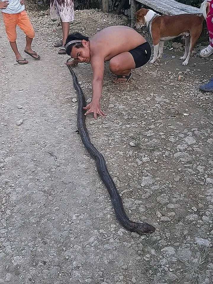 King Cobra Encounter in Argao: A Deadly Encounter in Southern Cebu