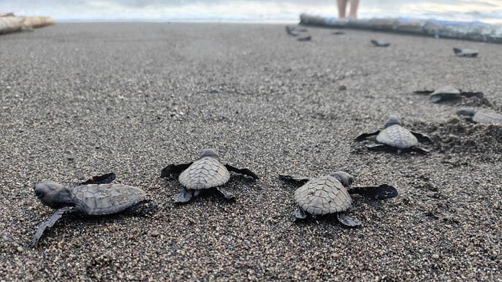 Aboitiz Land releases 331 pawikan hatchlings at Seafront Residences