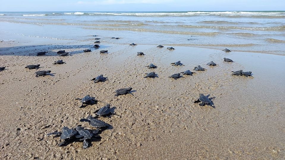 Rare Green Sea Turtle Hatchlings Found and Released at Sipalay Beach Resort