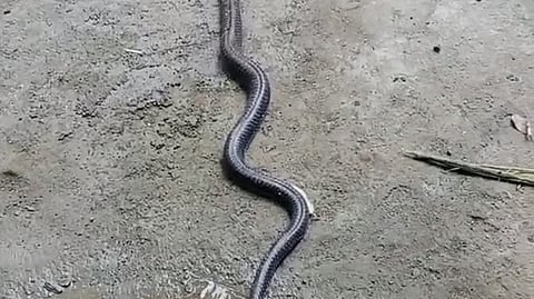 King Cobra Enters Home in Cotabato, Resulting in Tragic Outcome