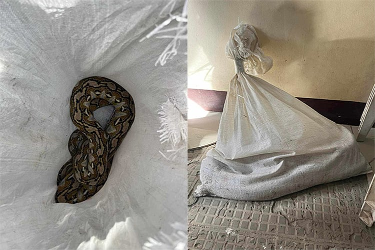 Public told: Don't handle snakes, alert authorities for safe removal