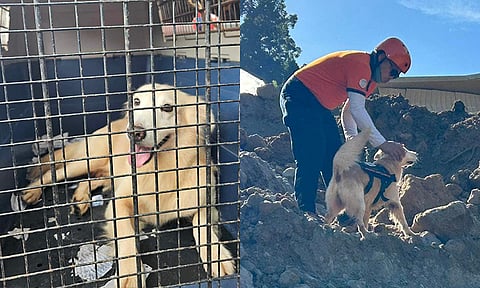 Appa, the unlikely hero