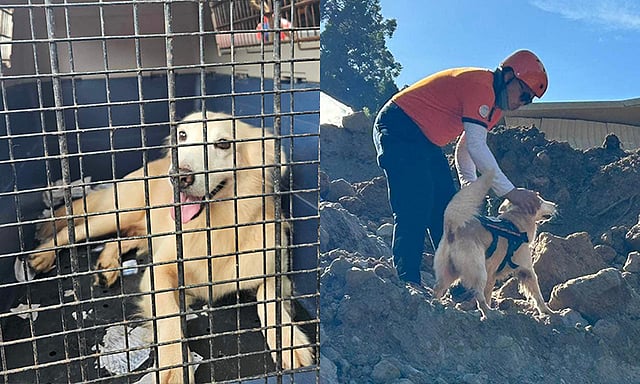 Appa, the unlikely hero