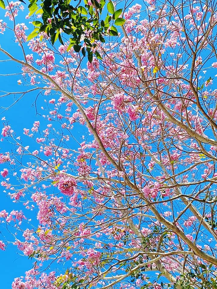 Pink Trumpet Tree Blooms in Sarangani: A Cherry Blossom Experience in ...