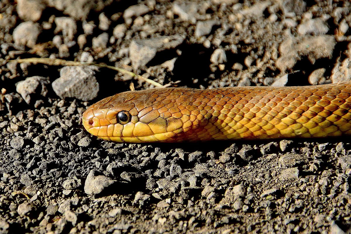 El Niño Impact: Cobra Sightings Surge in Cebu Due to Climate Change and ...