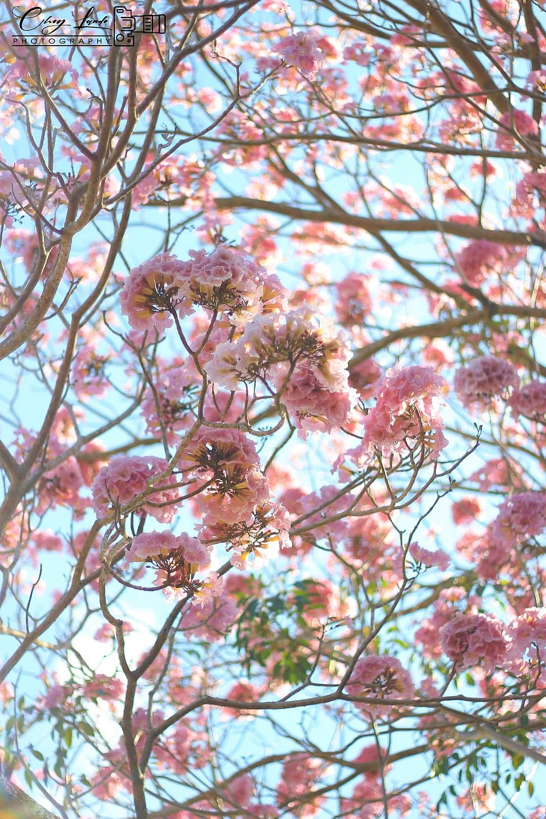 Pink Trumpet Tree Blooms in Hinigaran: A Unique Sight Captured by Choy ...