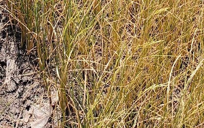 Dry Spell Damage in Negros Occidental Reaches P55.4M: El Niño Impact