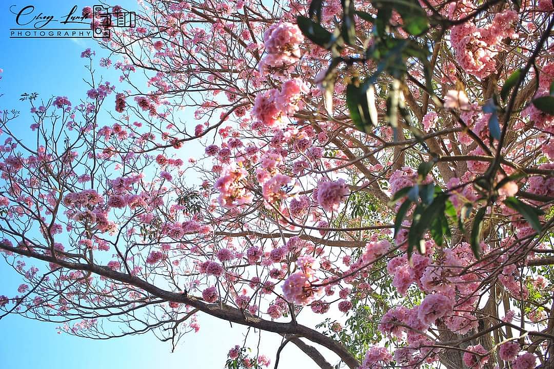 Pink Trumpet Tree Blooms in Hinigaran: A Unique Sight Captured by Choy ...
