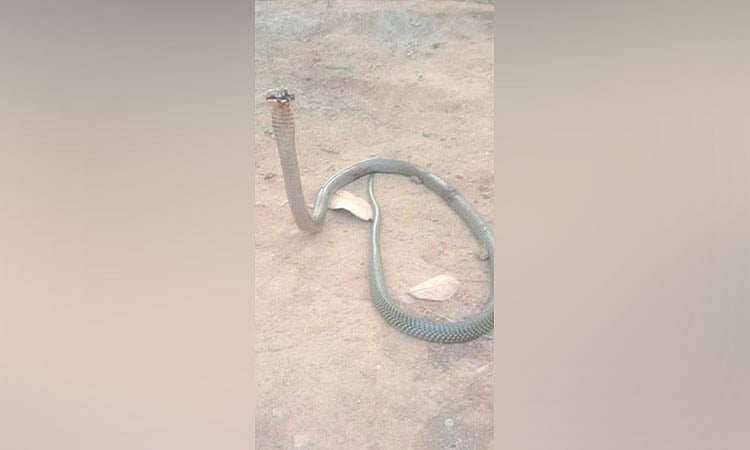 Laing banakon nasikop sa habagatan