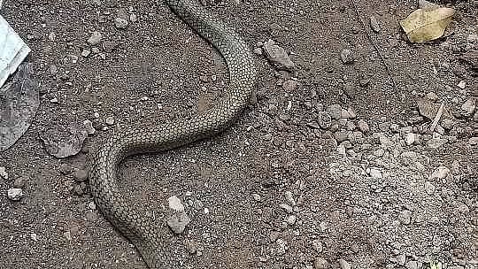 Banakon gibugno sa 3 ka iro, tipi