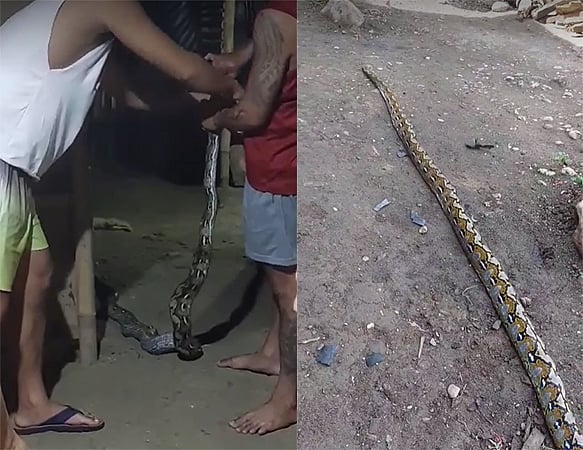 Another python kills cat in Argao town