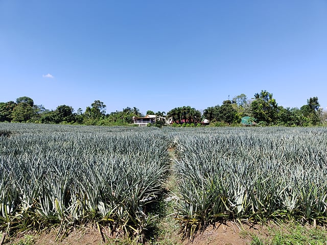 Camp Phillips: Pineapple paradise
