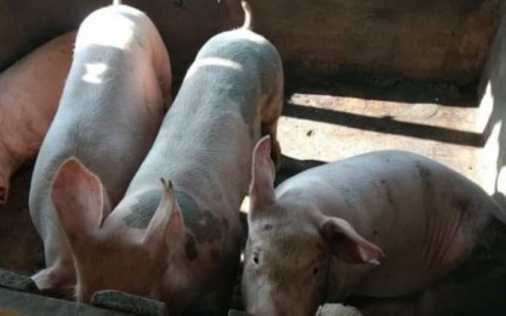 Pork Ban Continues in Negros Occidental Amid African Swine Fever Concerns