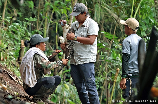 One-eyed Philippine Eagle rescued