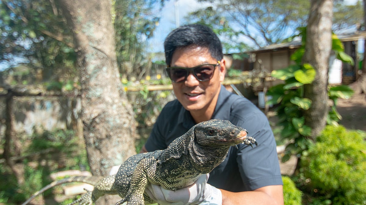 Born to be Wild: GMA Network Releases Male Monitor Lizard 'Victor' at ...
