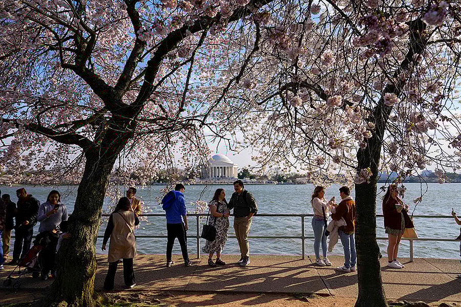 Over 100 iconic cherry trees in Washington will be cut down. So long ...