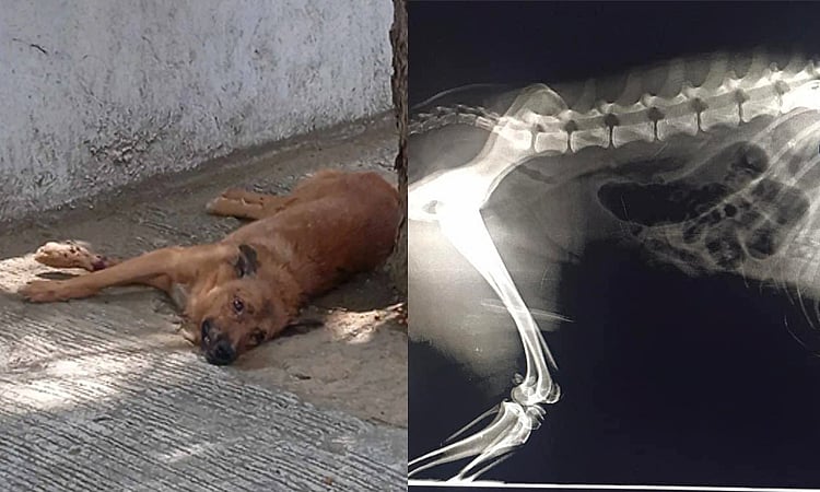 Speed limit adherence urged to avoid harming stray animals