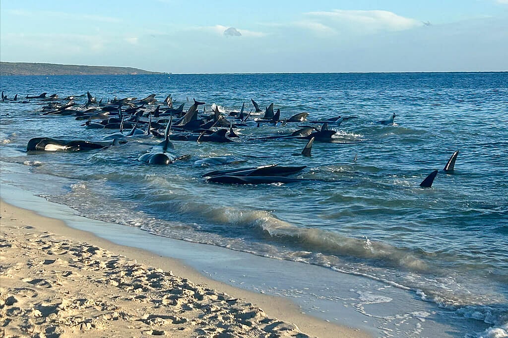 Over 100 pilot whales beached on western Australian coast have been ...