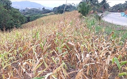 2K rice, corn farmers lose crops
