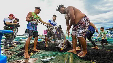 Emerging from El Niño: Davao fisherfolk anticipate a turnaround from ...