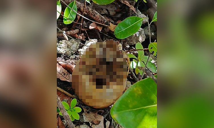 Bukog nga napalgan gisusi kon di ba sa misis nga missing