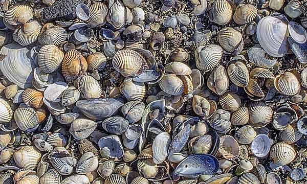 Shellfish ban still up in Bais Bay; two Siaton bays red tide-free