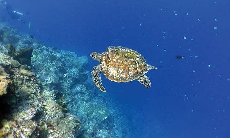 Tell it to SunStar: Sustaining the blue economy