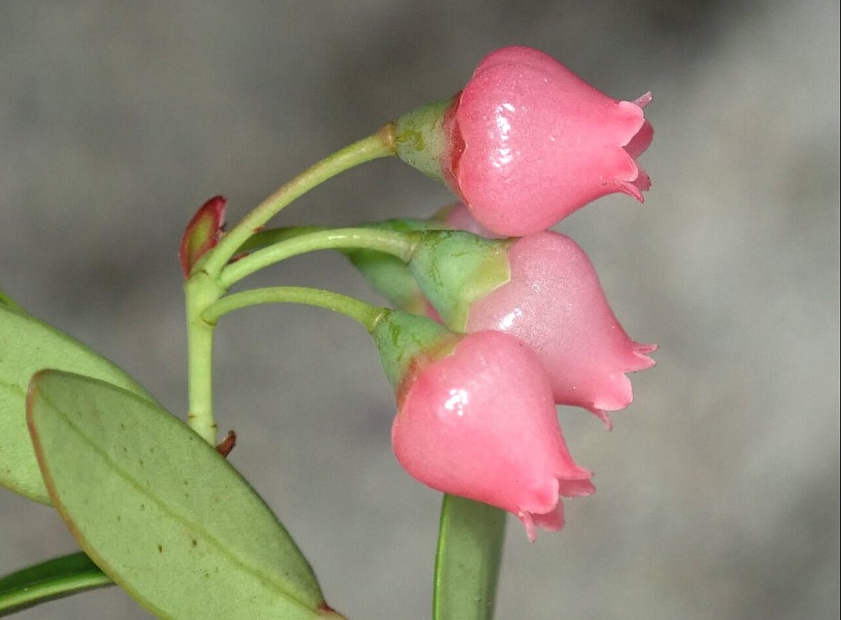Blueberry discovered on Mount Apo