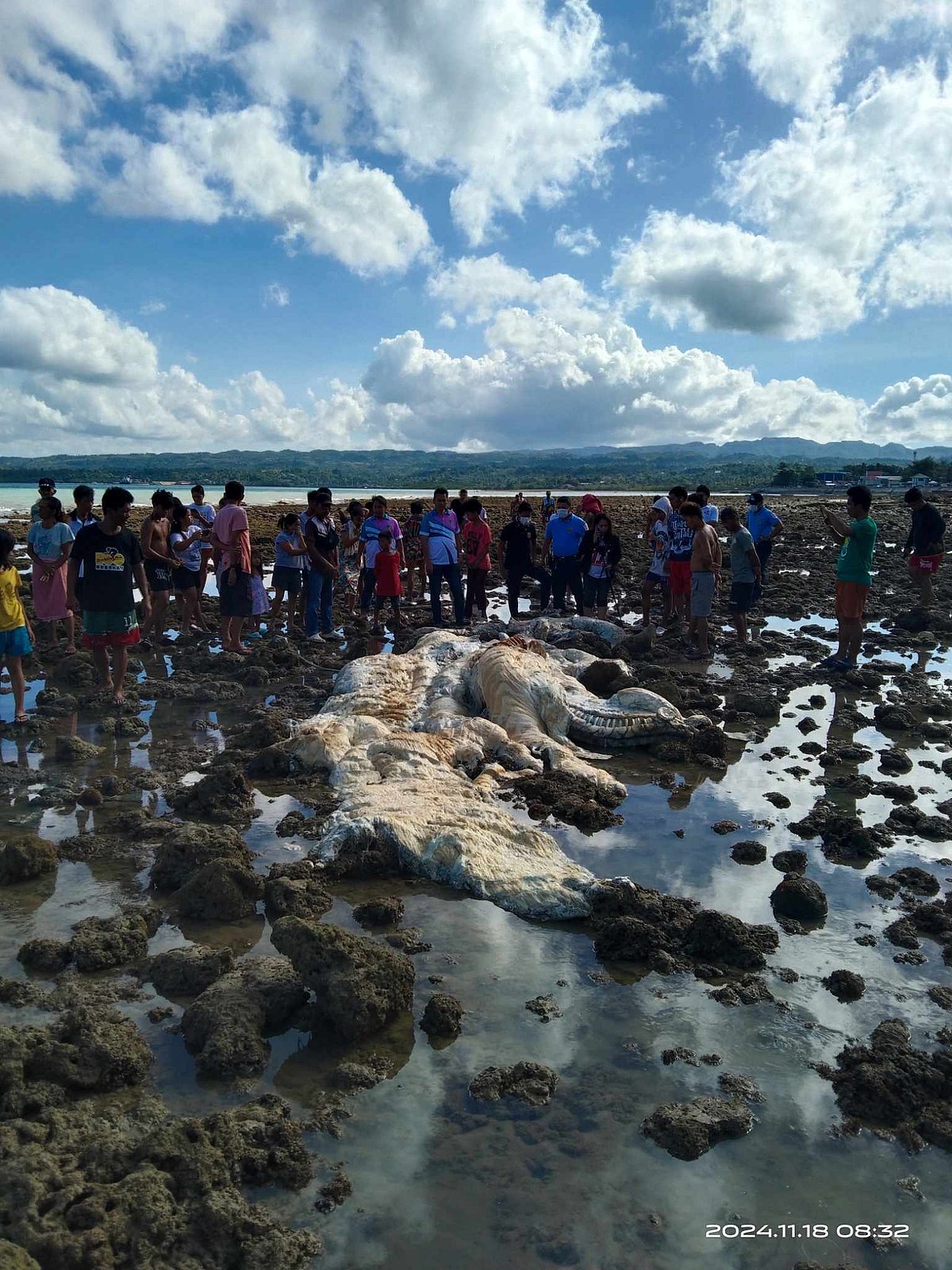 BFAR 7: Bury sea mammal