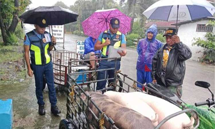 25 areas in Ilocos Region still under ASF red zone