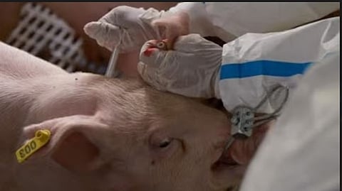 Bakuna kontra ASF mapuslan na sa mga tag-iya og baboy