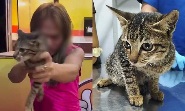 Cat Abuse in Samal Sparks Outrage, Leads to Rescue, Apology