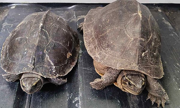 2 adult turtles rescued in Argao