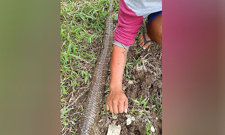 Banakon napatay sa mga mag-uuma