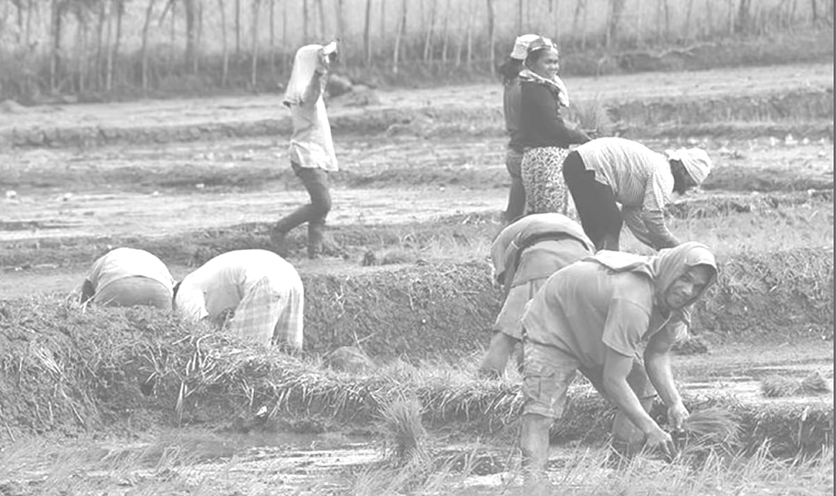 The value of rice and the plight of Filipino farmers