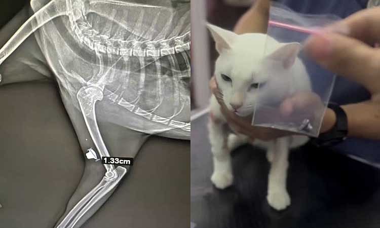 Cat Shot by Unidentified Assailant in Davao City
