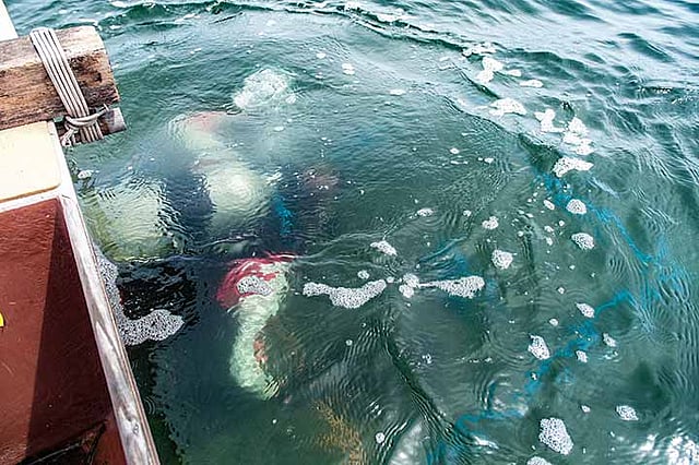 Diving Deep: Bantay dagat eyes mussels, oysters at SRP