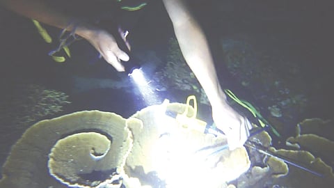 Coral-eating starfish damage Asturias reefs