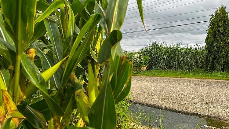 Sugar farmers urged to unite