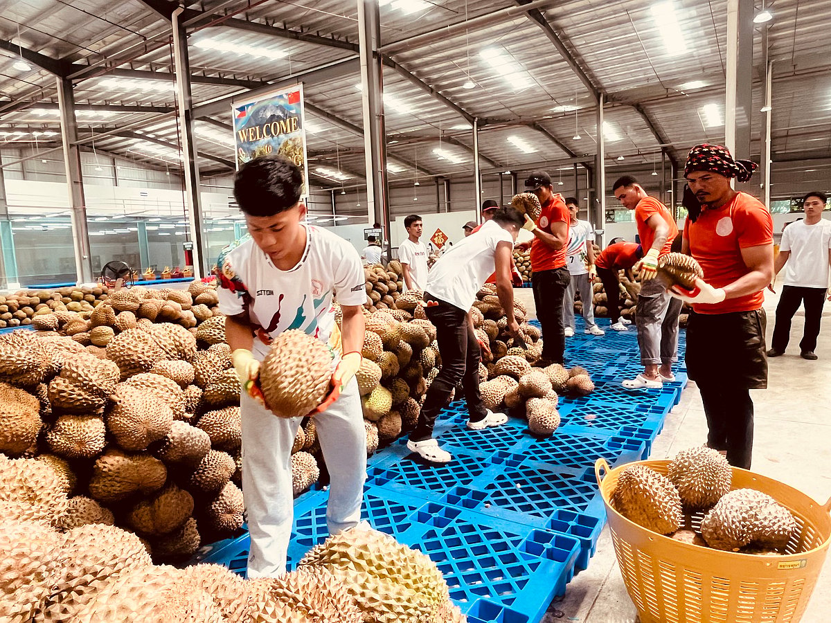 Davao durian gains ground in China