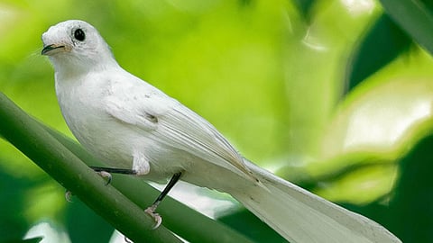Philippine Pied Fantail sighted in Great Sta. Cruz Island