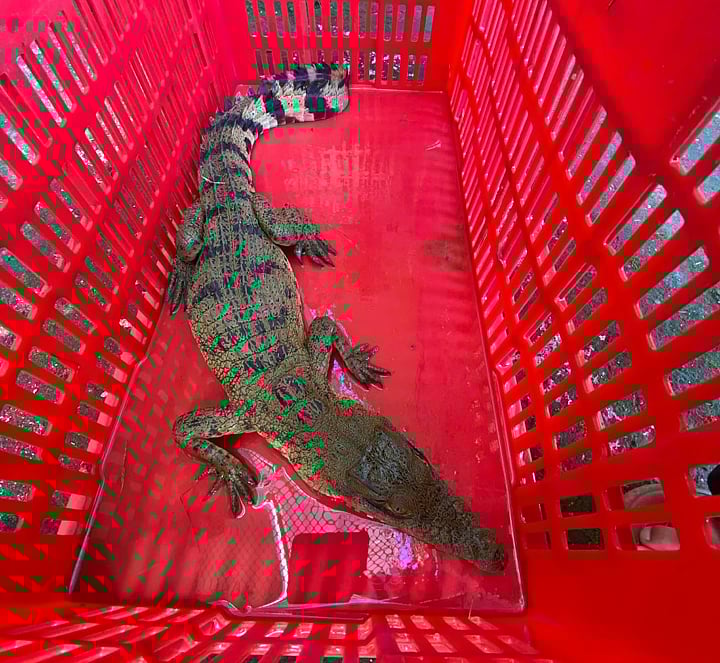 DENR places juvenile Philippine crocodile under rehab