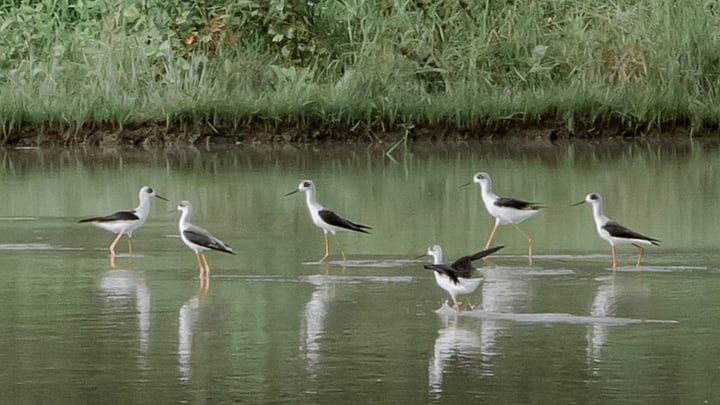 Census records 7,600 waterbirds in Zamboanga, Isabela cities