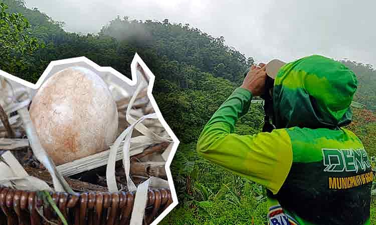 Active Philippine Eagle Nesting Site Discovered in SurNor