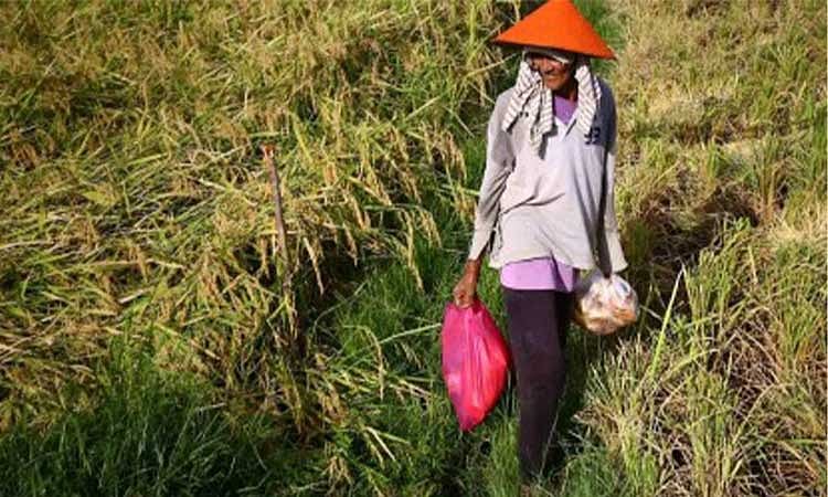DA braces for impact of looming El Niño on rice production