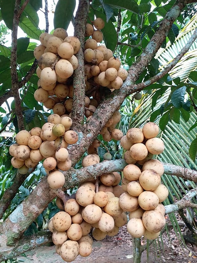 Kadayawan fruits: All you need to know