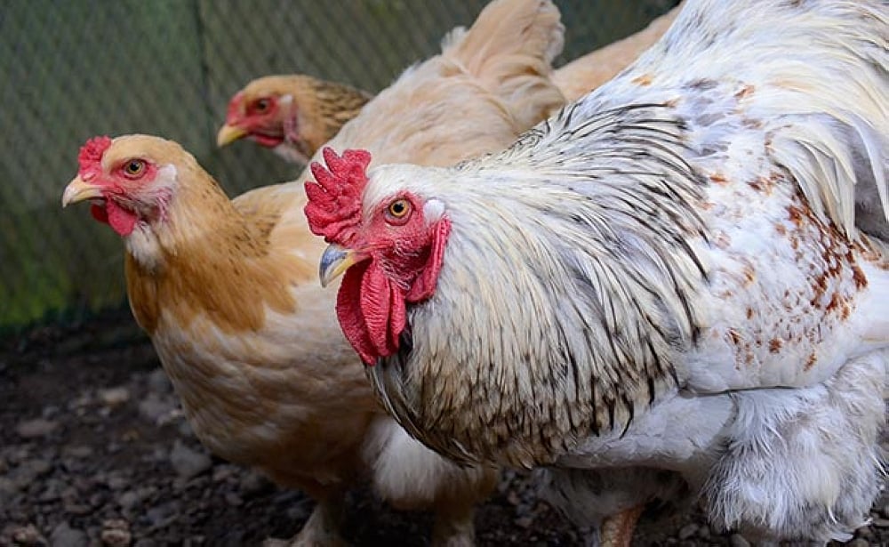 Ana's Breeder Farms launch 15 hectares agro complex