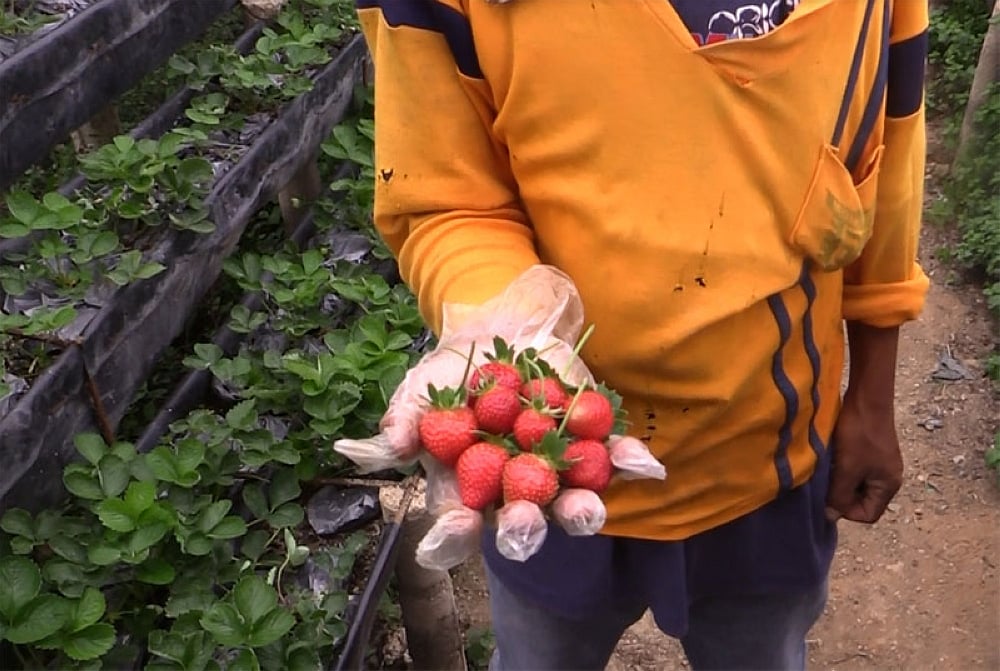 Cebu's Strawberry Farm